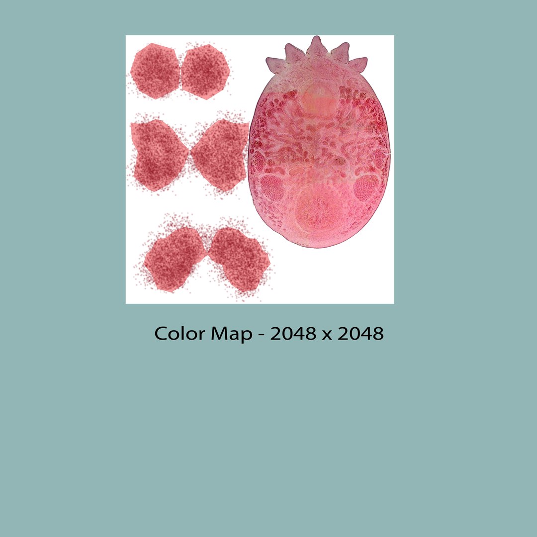Temnocephala Lamothei Flatworm 3d Model