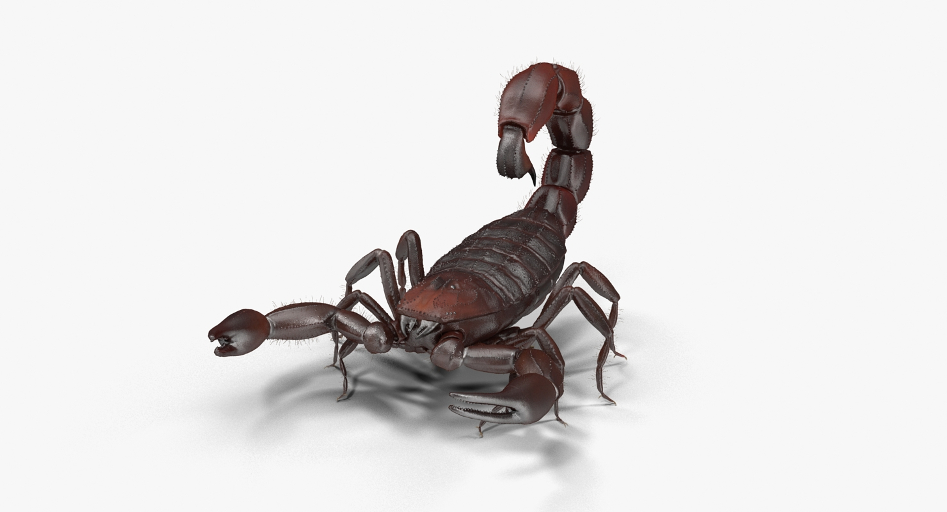 3d model scorpion modeled