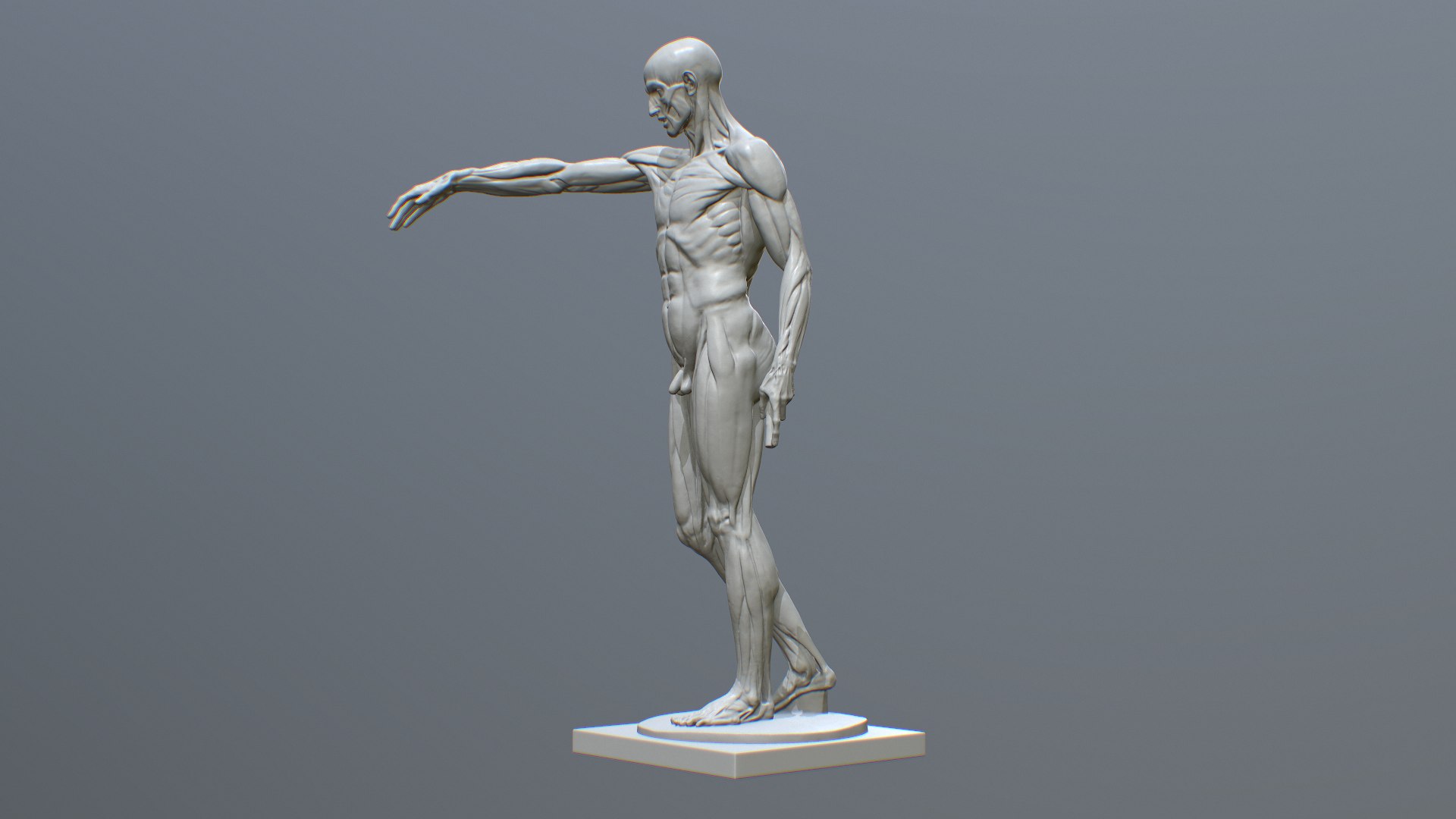 Classic Houdon Anatomical Ecorche 3D - TurboSquid 2301904