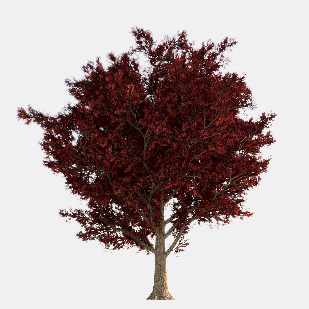Real Red Maple Tree 3d Max