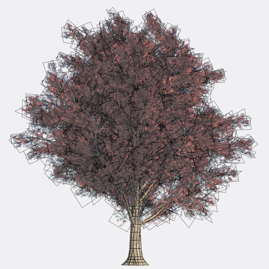 Real Red Maple Tree 3d Max