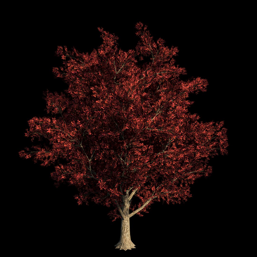 Real Red Maple Tree 3d Max