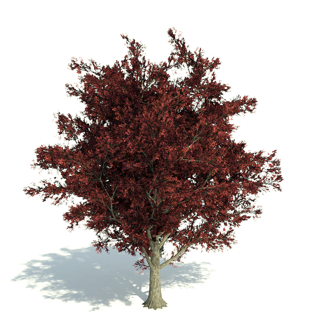Real Red Maple Tree 3d Max
