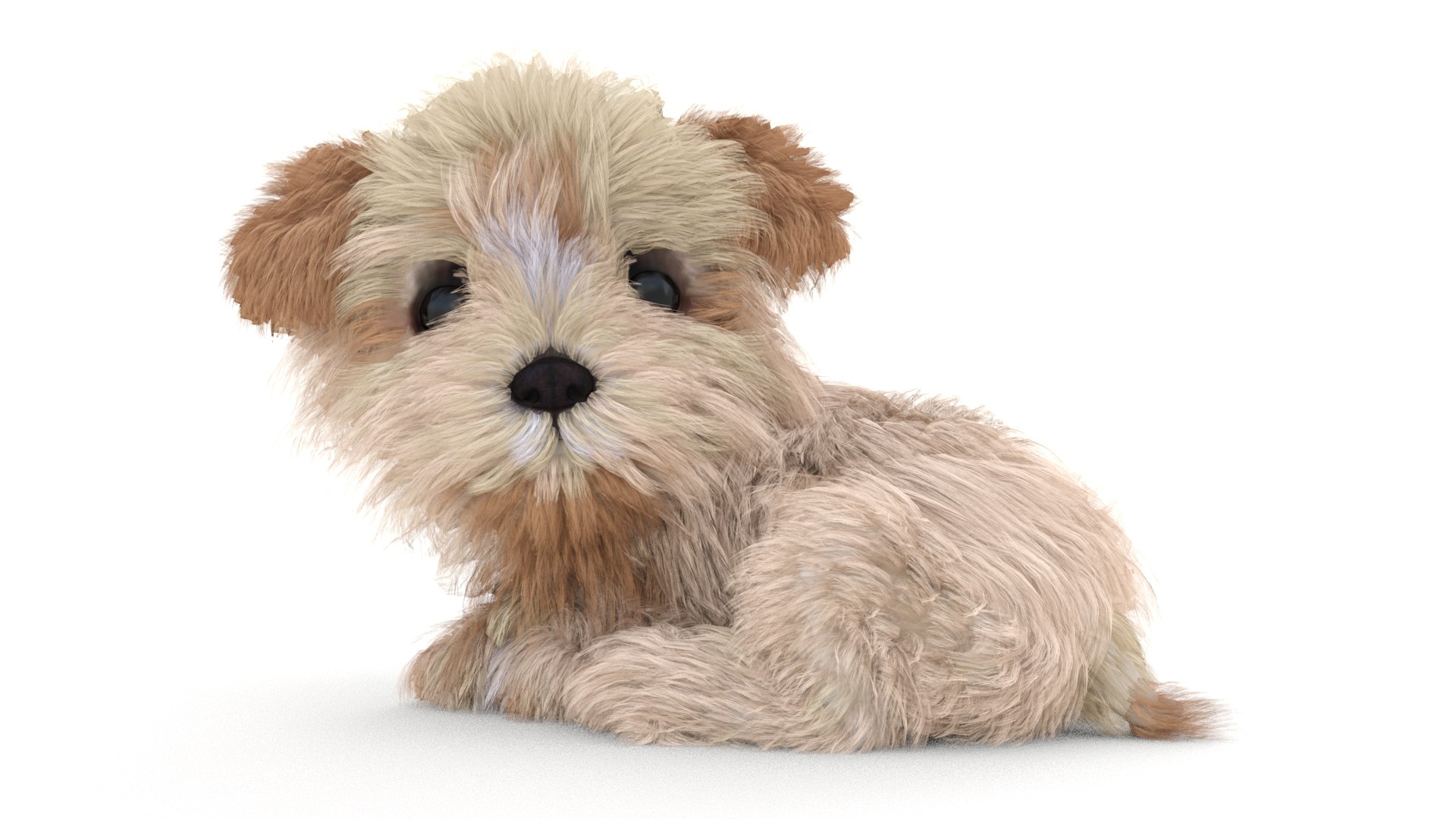 3D Maltipoo Dog Puppy Animated Polygonal Fur Model - TurboSquid 2044069