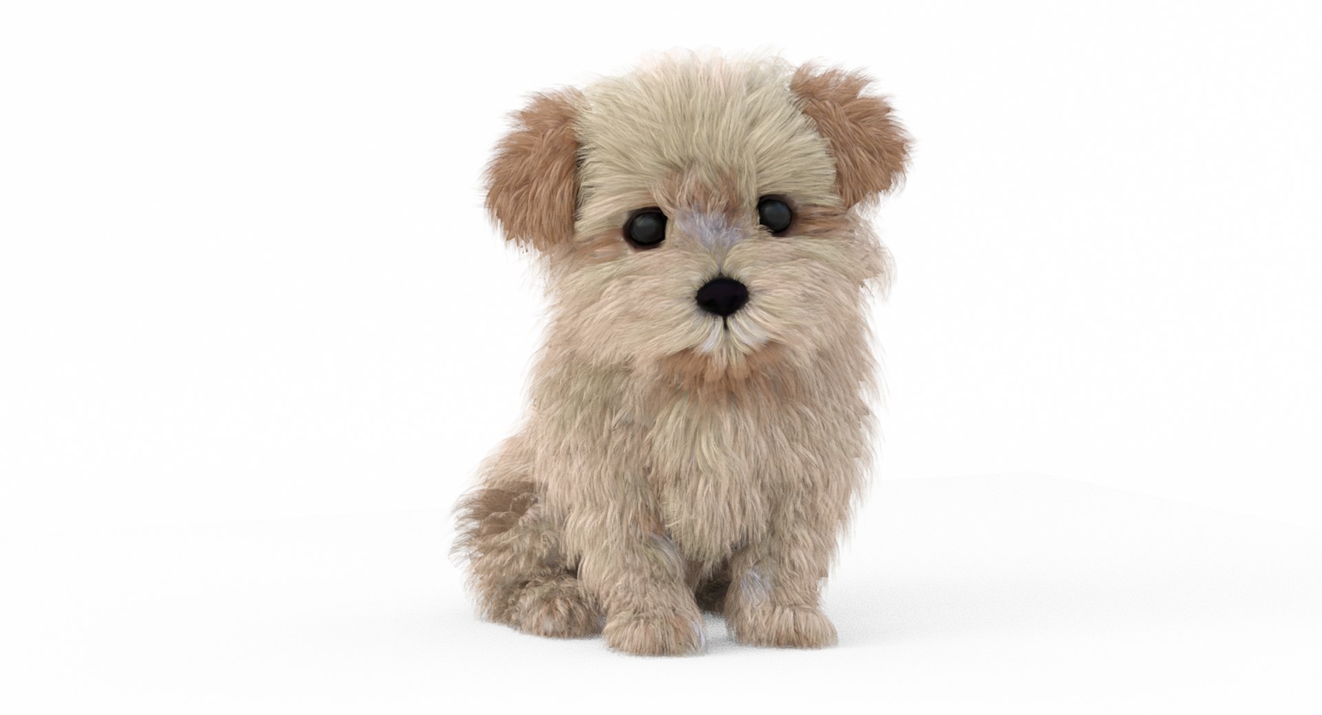 3D Maltipoo Dog Puppy Animated Polygonal Fur Model - TurboSquid 2044069
