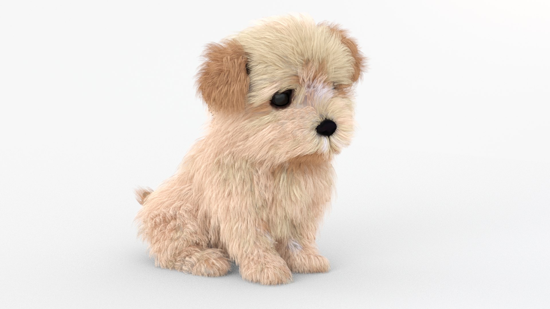 3D Maltipoo Dog Puppy Animated Polygonal Fur Model - TurboSquid 2044069