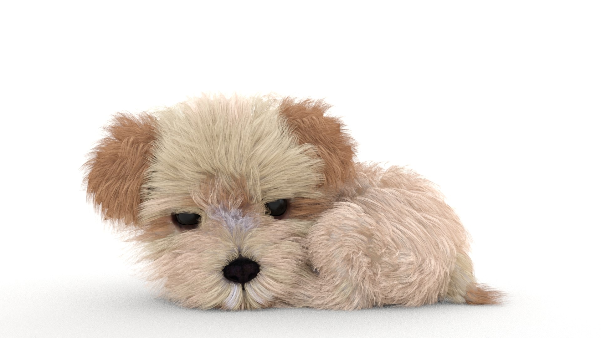3D Maltipoo Dog Puppy Animated Polygonal Fur Model - TurboSquid 2044069