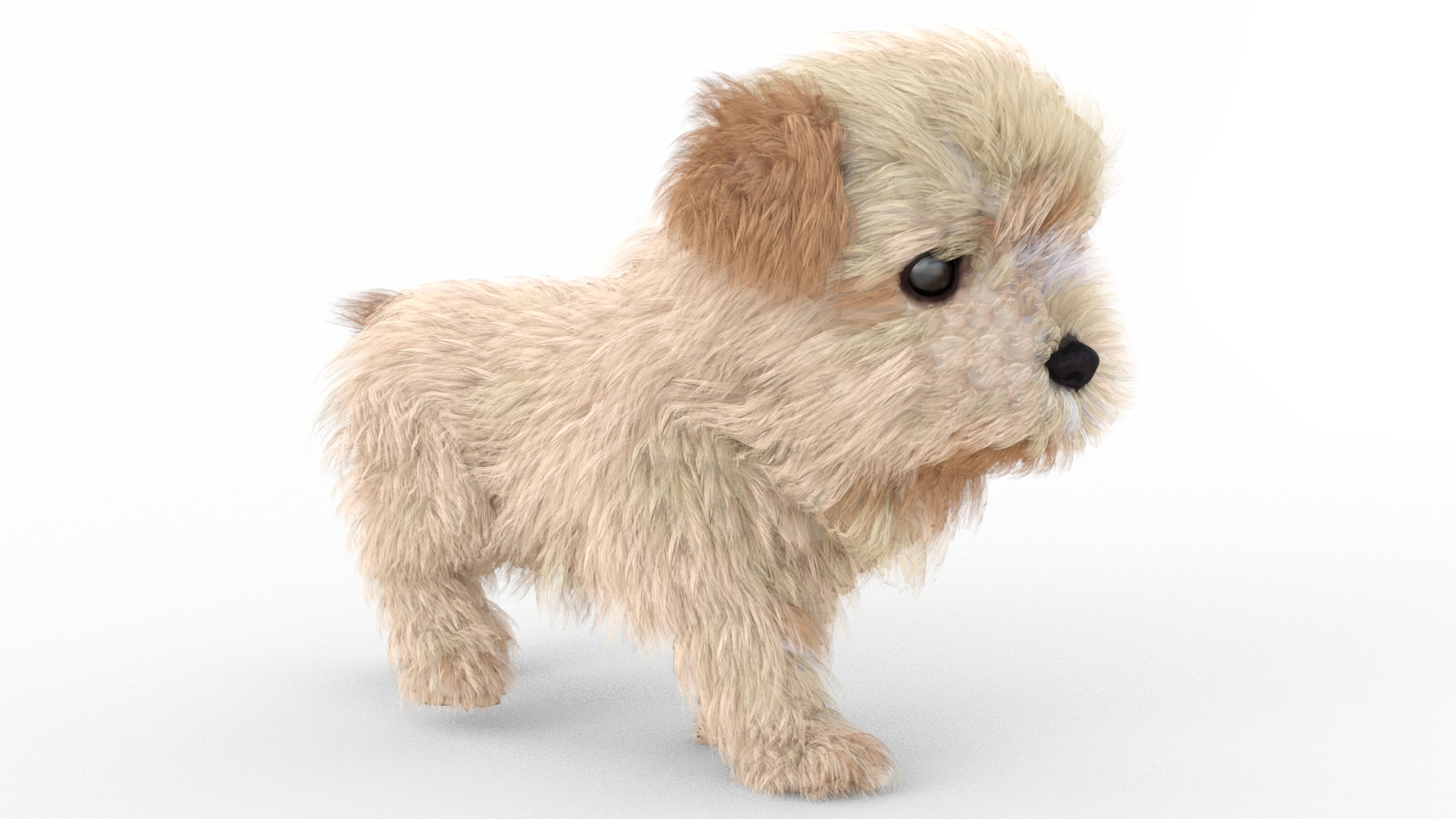 3D Maltipoo Dog Puppy Animated Polygonal Fur Model - TurboSquid 2044069