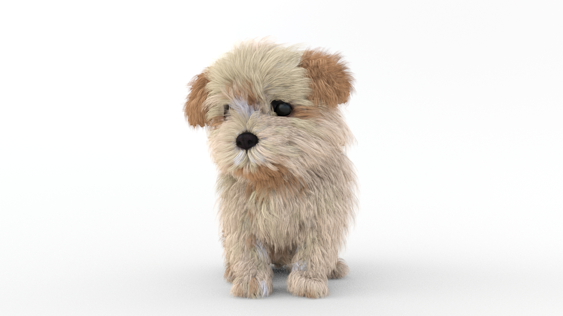 3D Maltipoo Dog Puppy Animated Polygonal Fur Model - TurboSquid 2044069