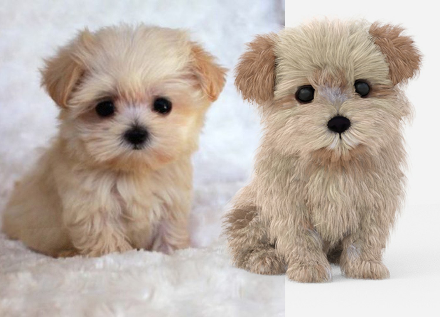 3D Maltipoo Dog Puppy Animated Polygonal Fur Model - TurboSquid 2044069