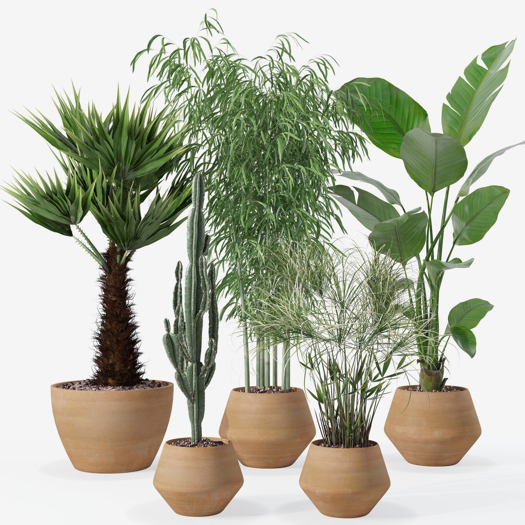 Plants collection 129 3D - TurboSquid 1958932