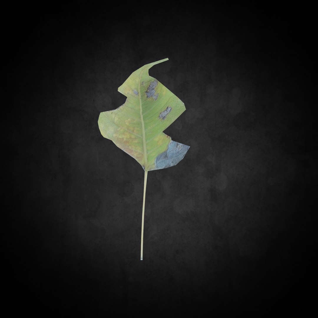 3D Low Poly Leaf 031 - TurboSquid 1852379