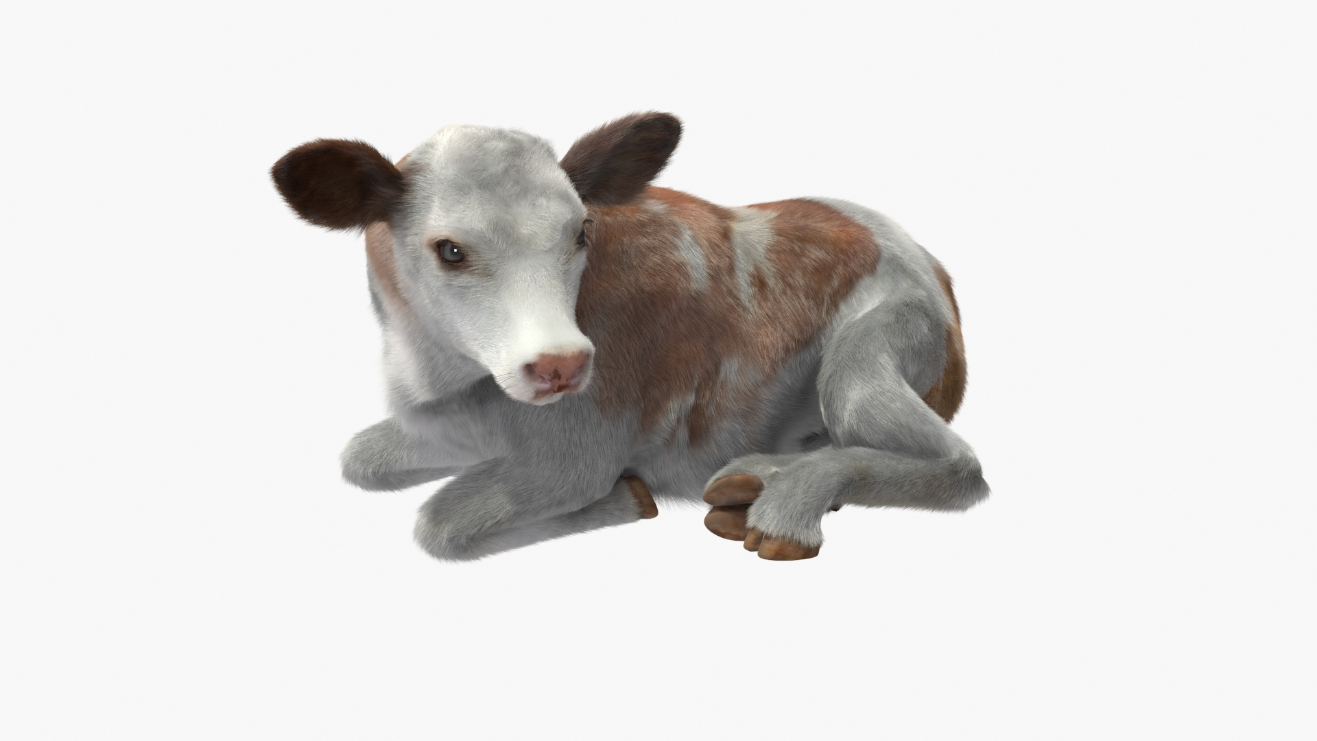 Cow Calf In Lying Pose Fur 3D Model - TurboSquid 2258221