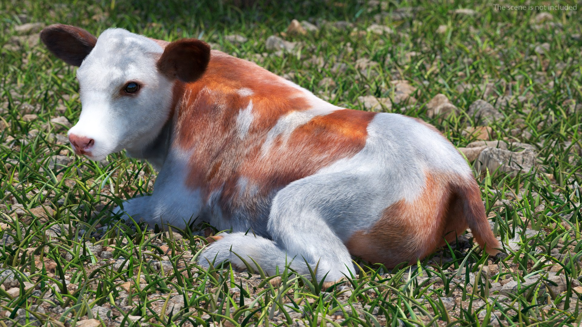 Cow Calf In Lying Pose Fur 3D Model - TurboSquid 2258221