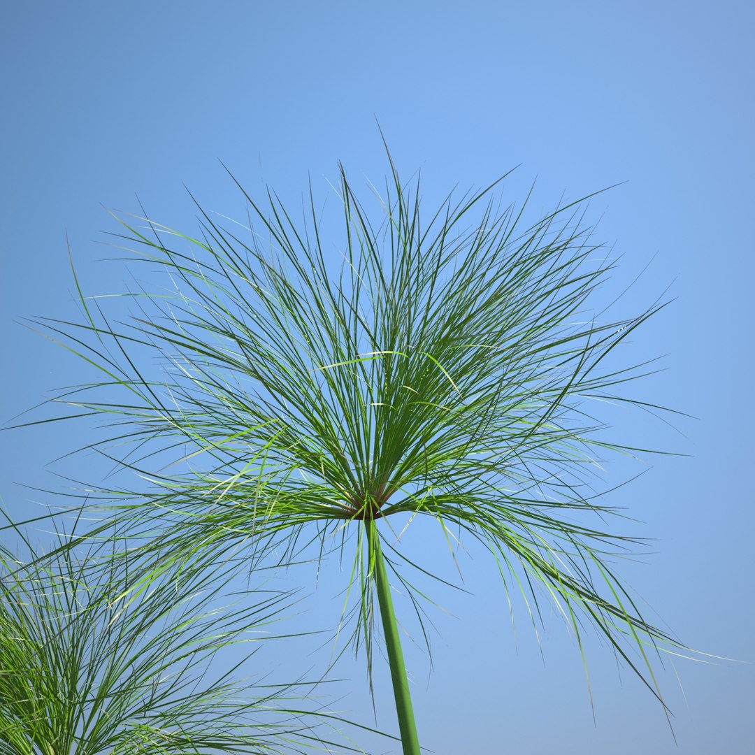 3d Cyperus Papyrus Plant Set Model