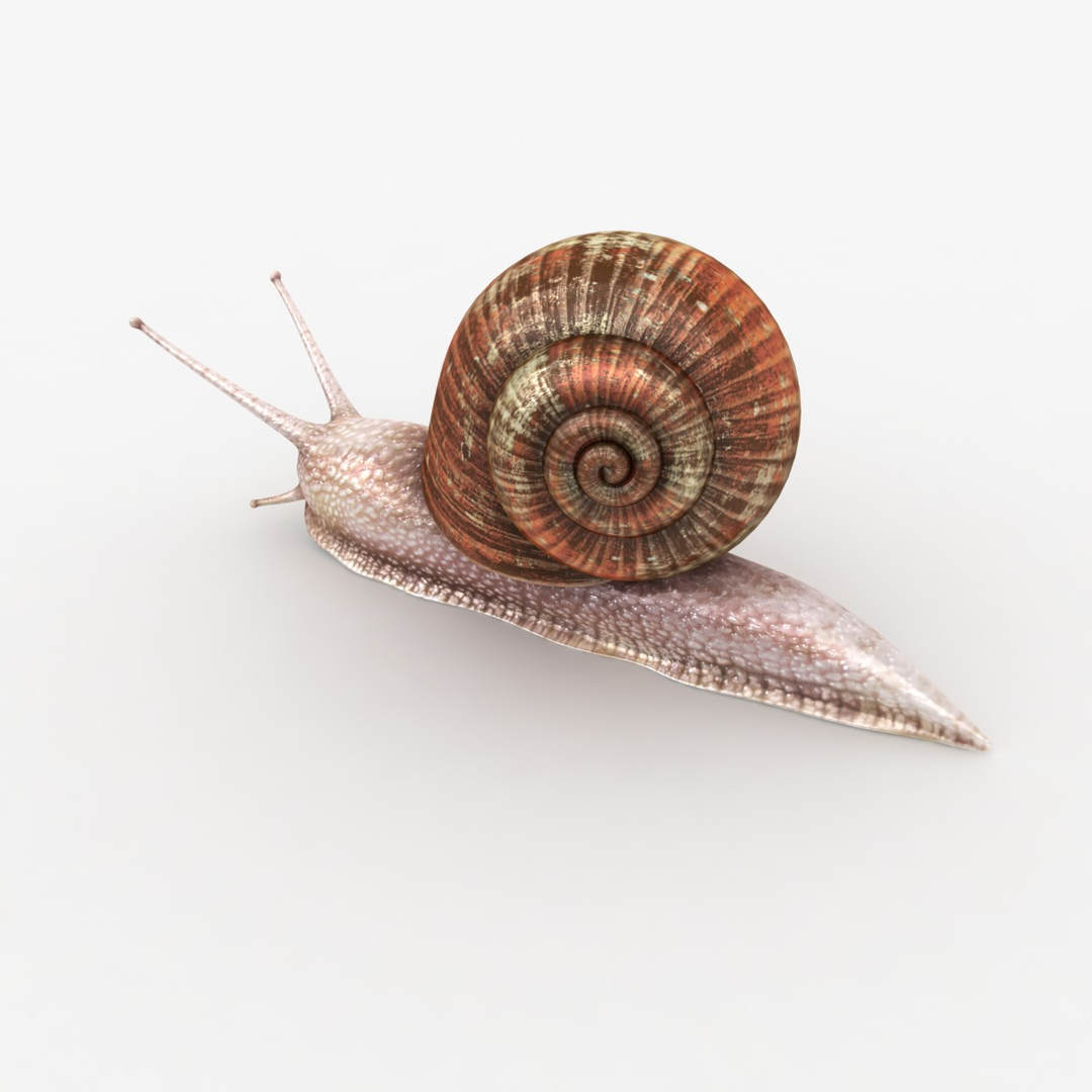 3D model realistic insect - TurboSquid 1400008