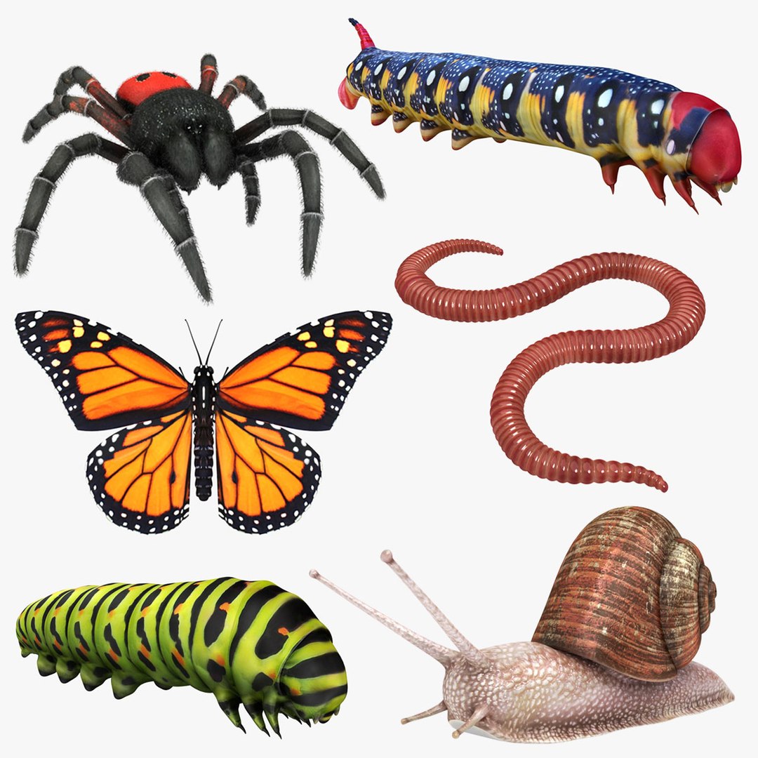 3D model realistic insect - TurboSquid 1400008