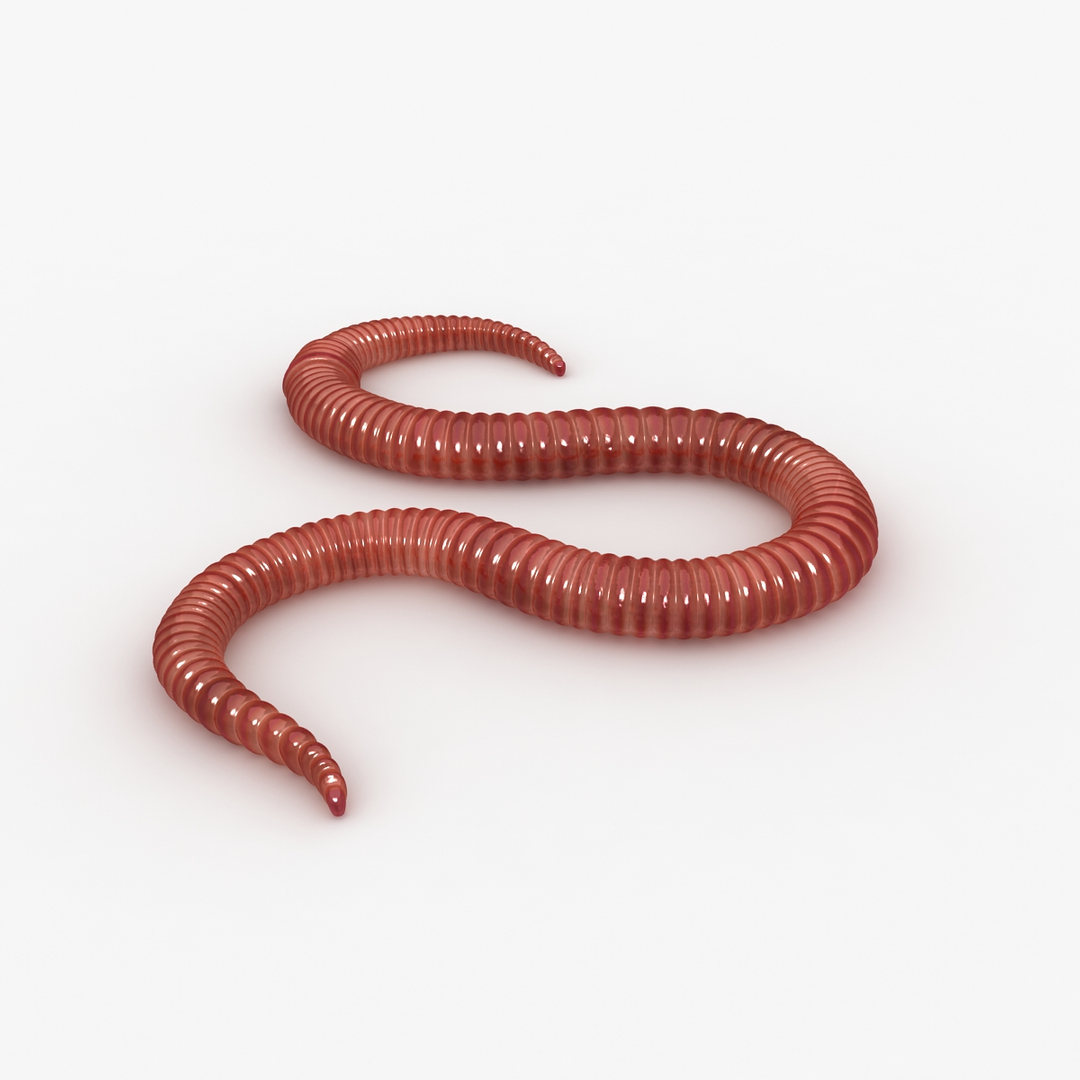 3D model realistic insect - TurboSquid 1400008