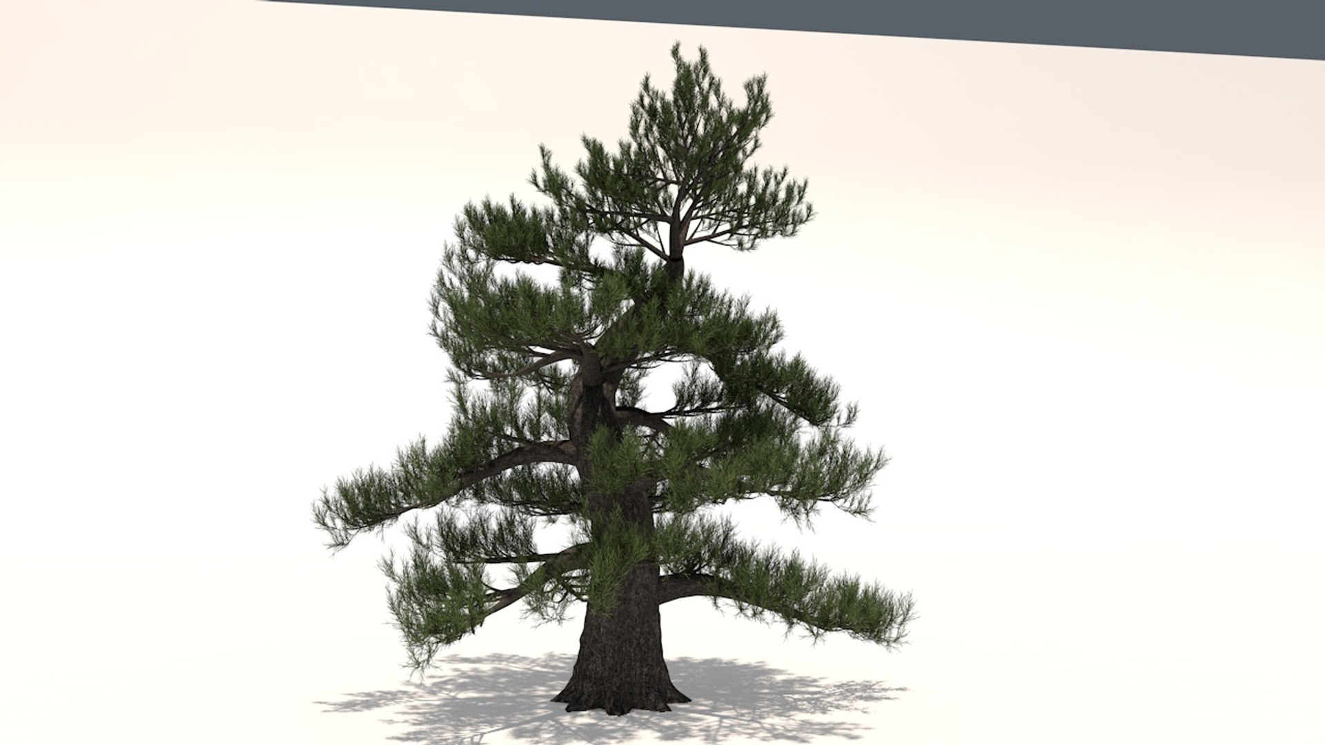 3D Model Japanese Pine Tree - TurboSquid 1386958