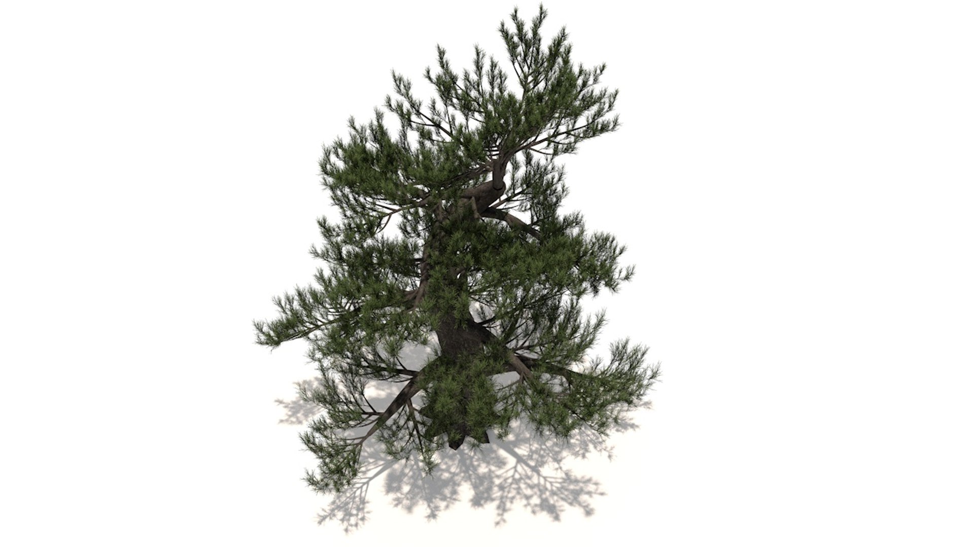 3D Model Japanese Pine Tree - TurboSquid 1386958