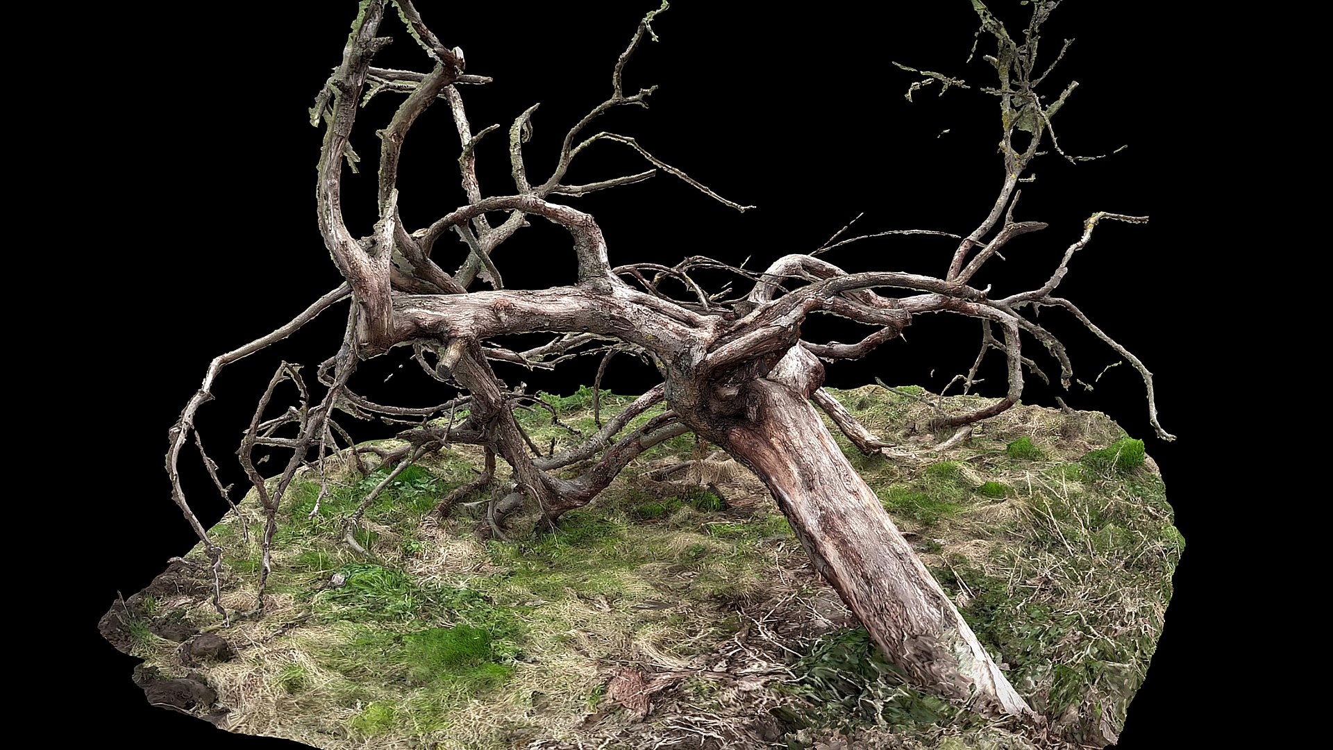 3D Model Tree Fallen Dry Branches RAW Photogrammetry - TurboSquid 2337273