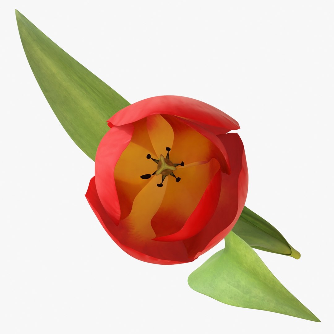Tulip Flower 3D Model - TurboSquid 1179767