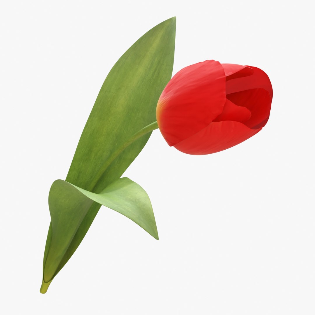 Tulip Flower 3D Model - TurboSquid 1179767