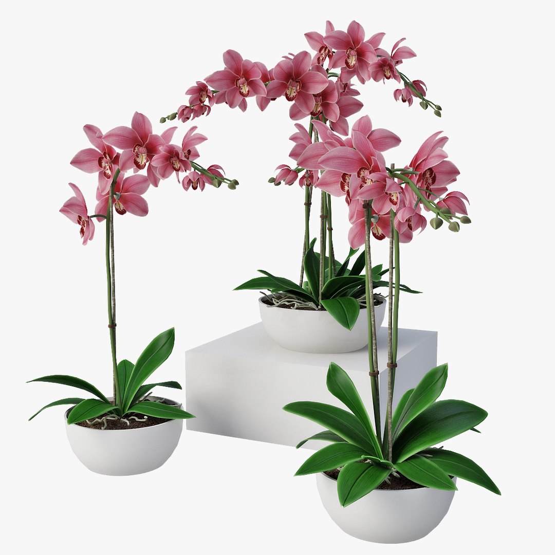 3d Orchids Model