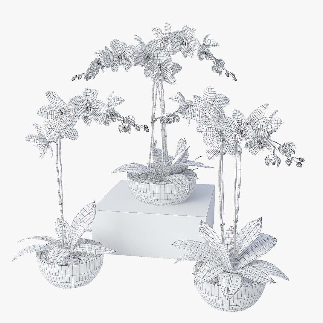3d Orchids Model