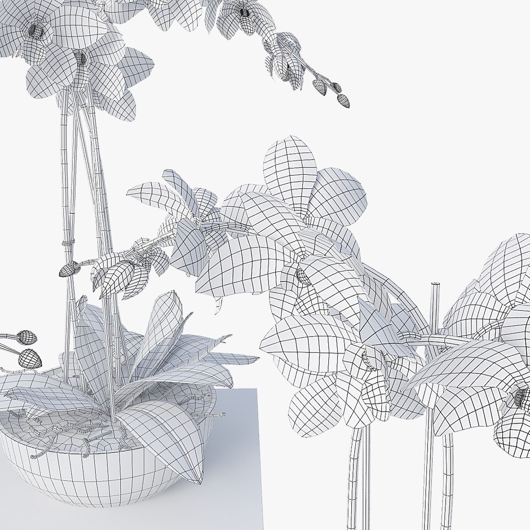 3d Orchids Model