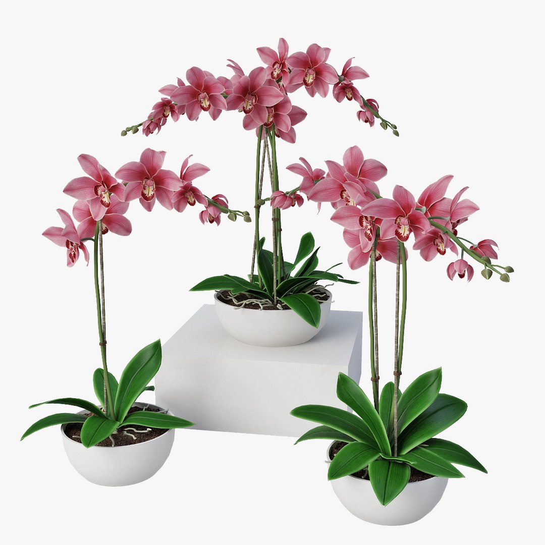 3d orchids model