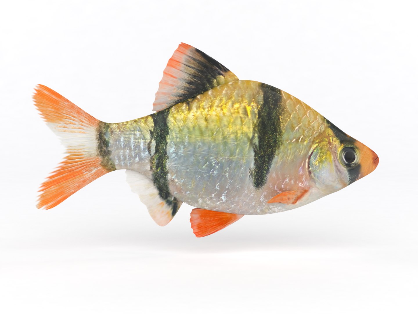 3D Tiger Barb Fish Model - TurboSquid 1447546