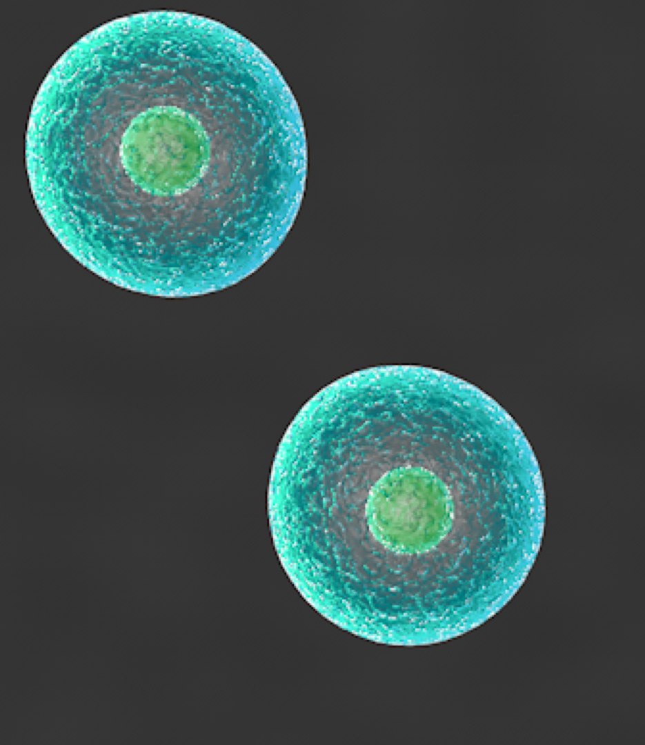 3d Model Cell Division