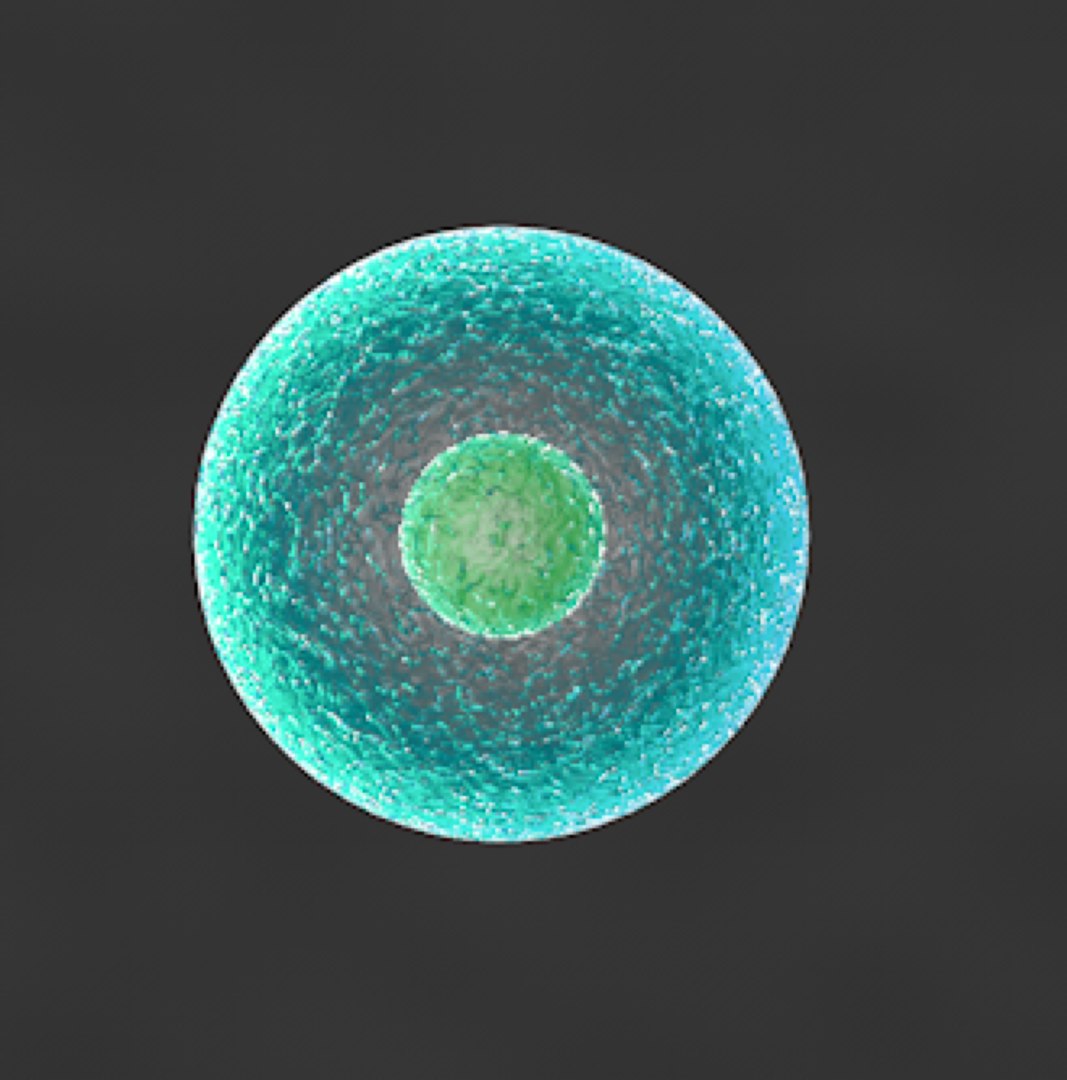 3d Model Cell Division