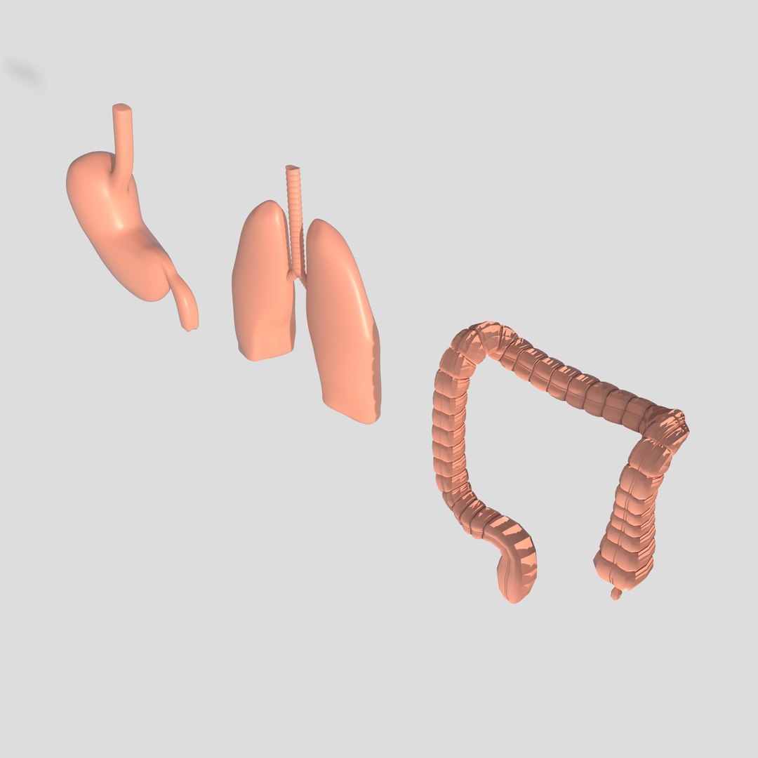 Human Organs Model - TurboSquid 2371107