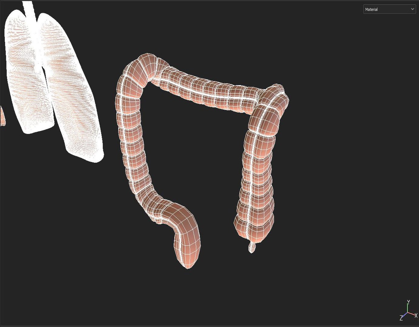 Human Organs Model - TurboSquid 2371107