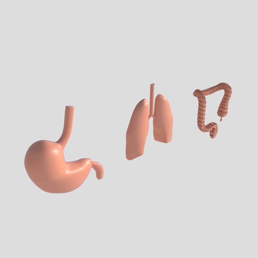 Human Organs Model - TurboSquid 2371107