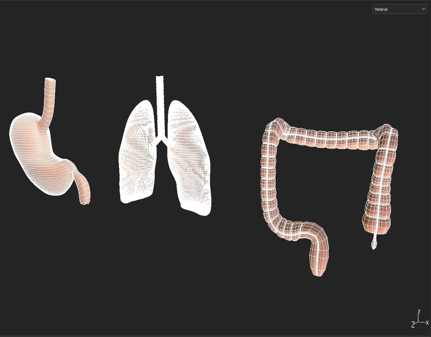 Human Organs Model - TurboSquid 2371107