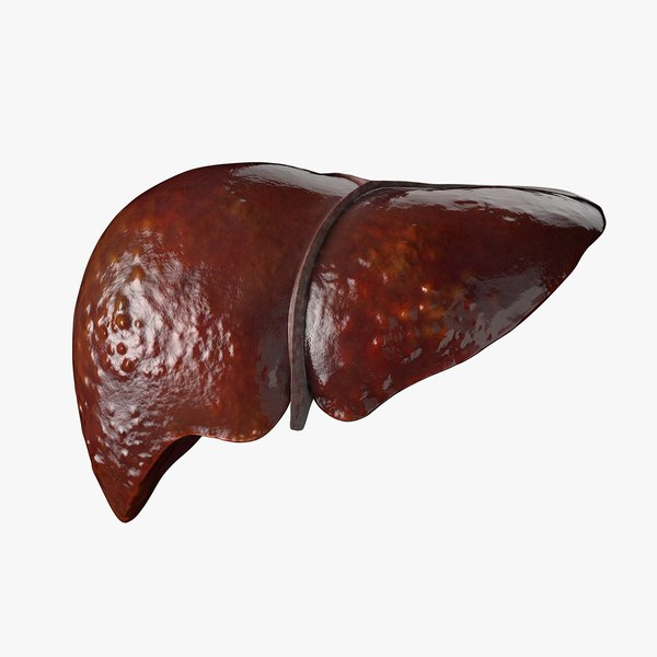 Liver 3D Models for Download | TurboSquid