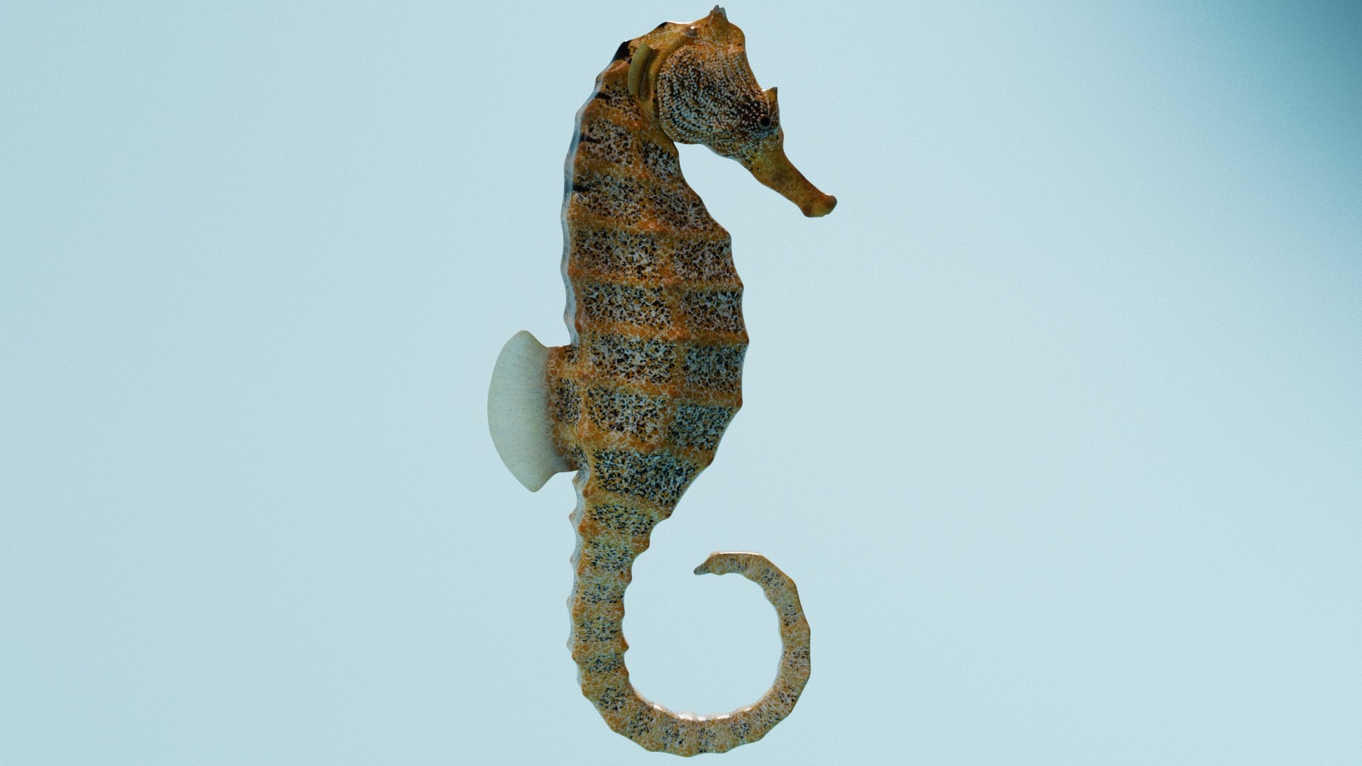 3D Pacific Seahorse Rigged Animated - TurboSquid 2033112