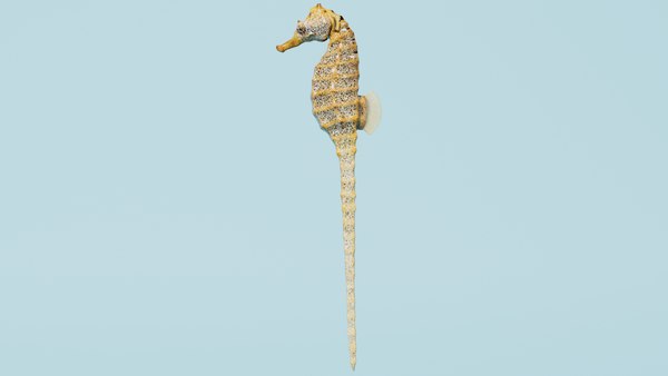 3D Pacific Seahorse Rigged Animated - TurboSquid 2033112