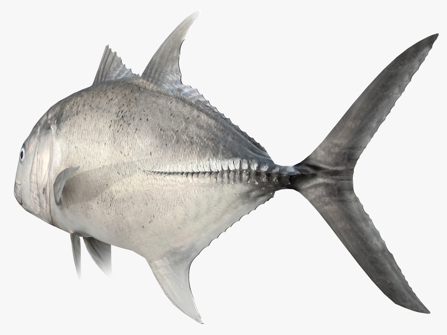 Giant Trevally 3d 3ds