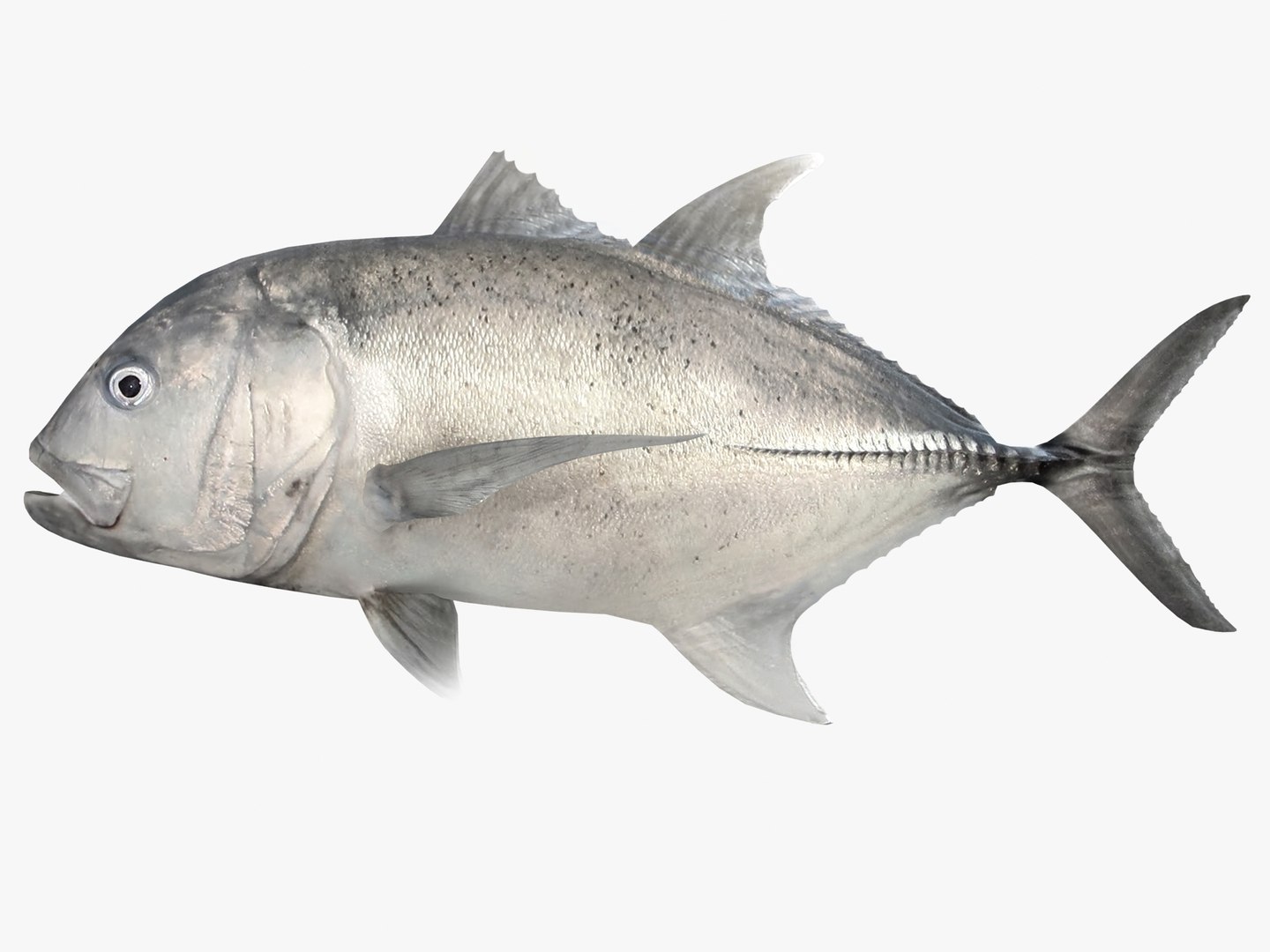 Giant Trevally 3d 3ds