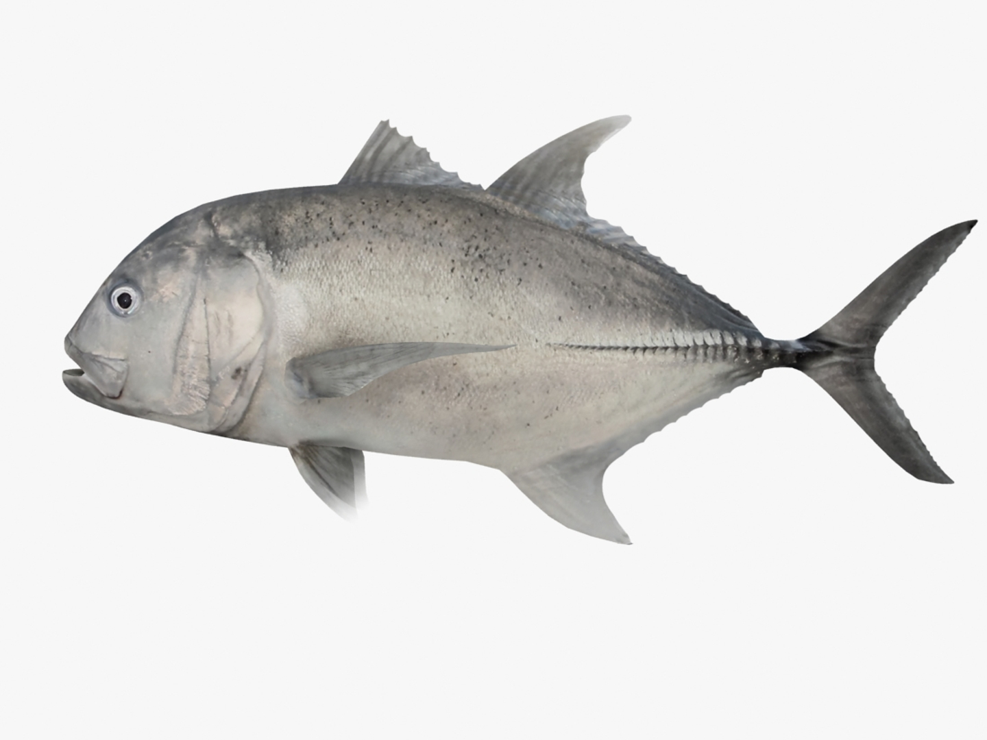 Giant Trevally 3d 3ds
