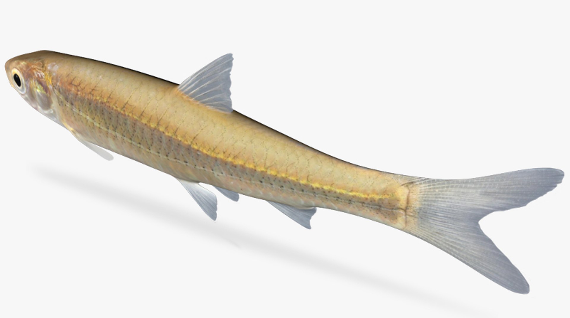 3ds Max Notropis Blennius River Shiner