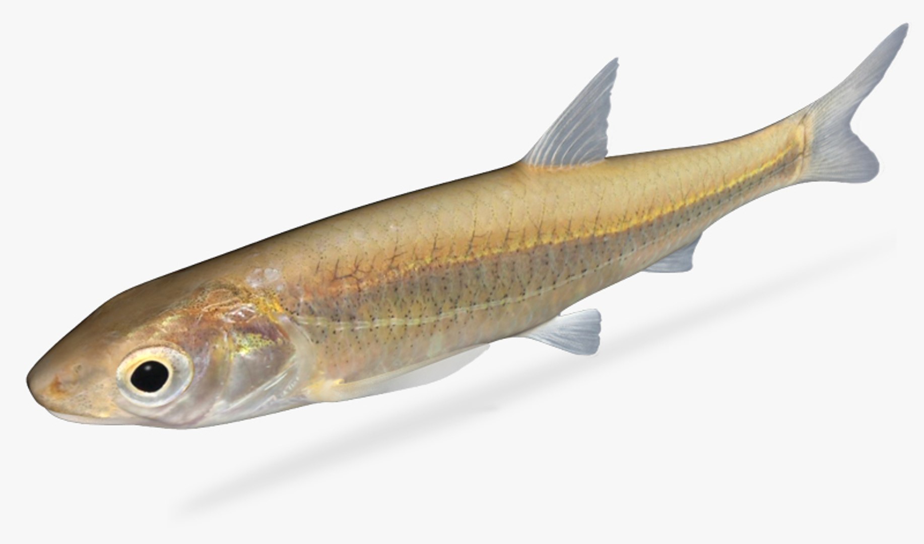 3ds Max Notropis Blennius River Shiner