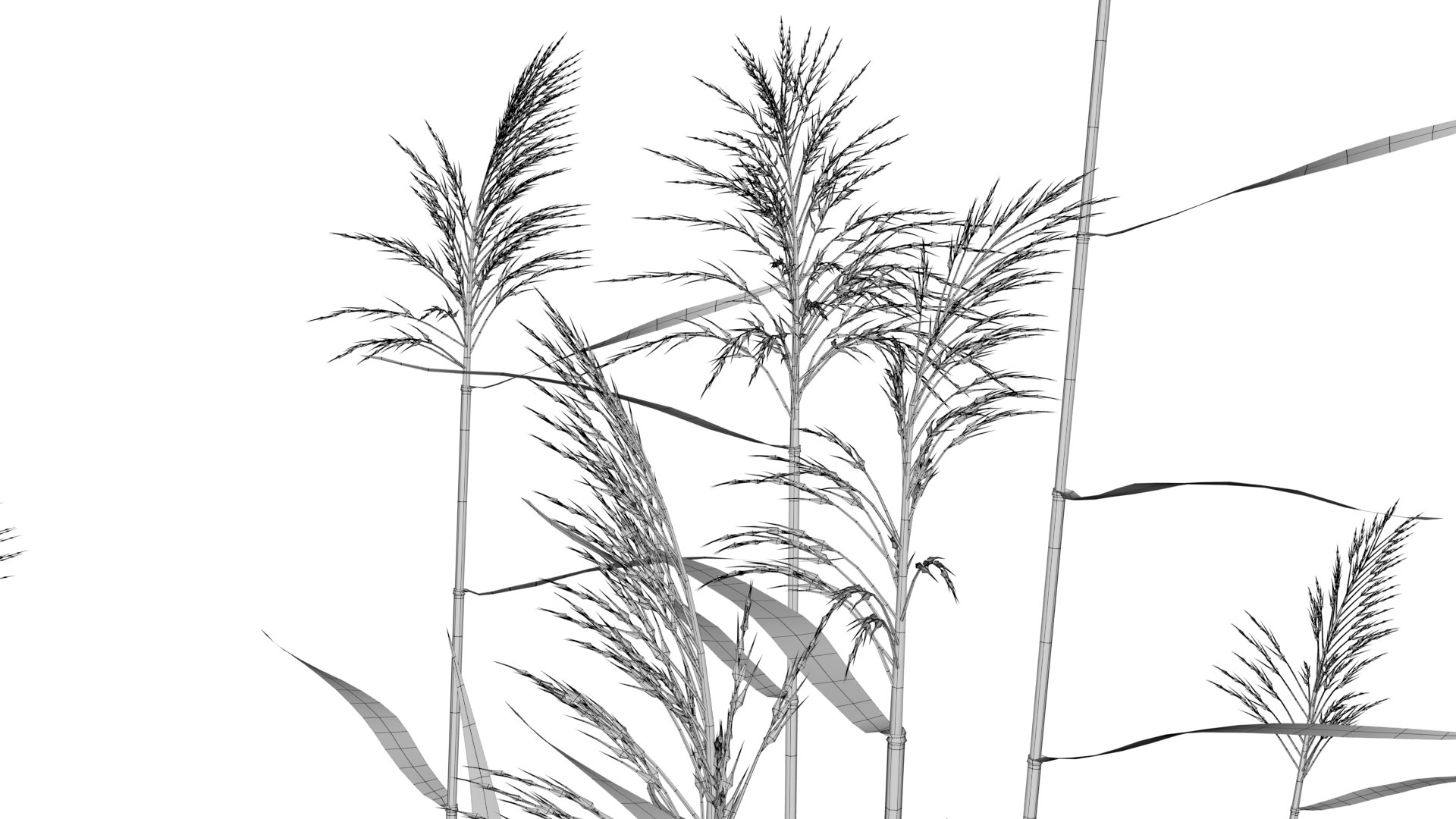 Nature Plants Grass 3D Model - TurboSquid 1655232