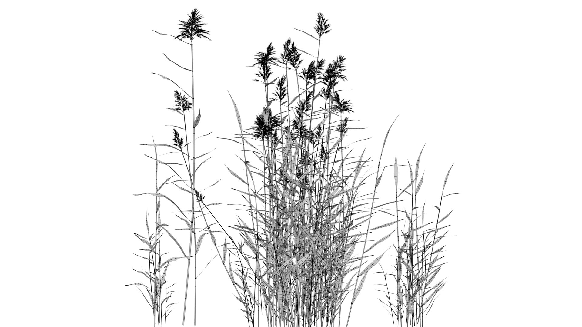Nature plants grass 3D model - TurboSquid 1655232