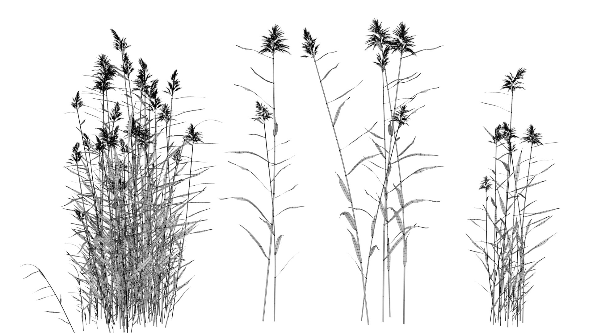 Nature Plants Grass 3D Model - TurboSquid 1655232