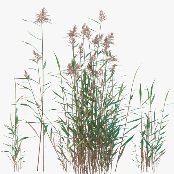 Maya Grass Models | TurboSquid